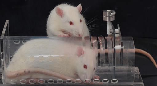 The Bonds of Empathy: From Rats to Humans Q&A with Jean Decety ...