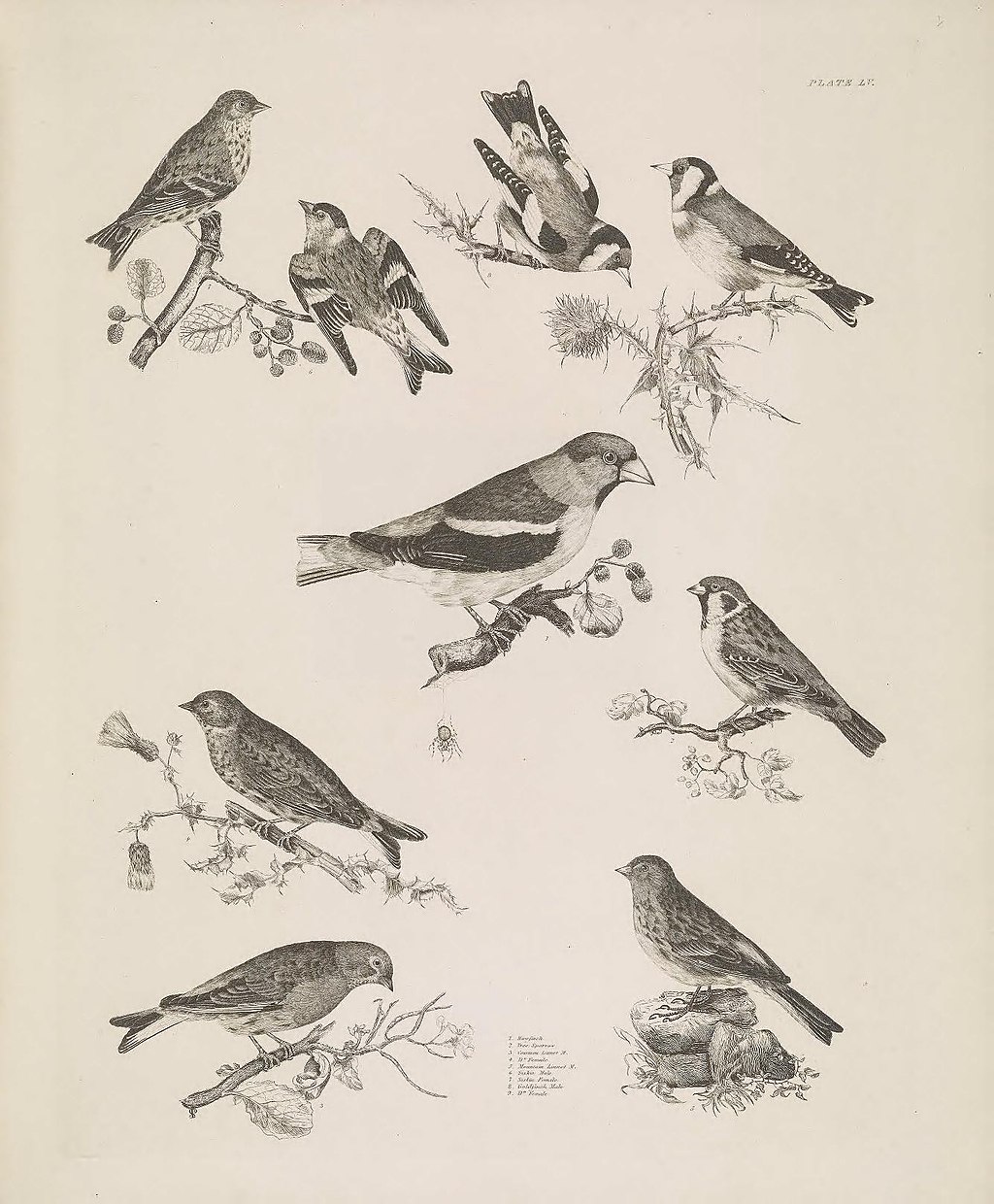 Turning to Ornithology to Understand the Neural Basis of Expertise